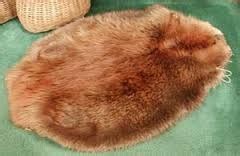 Wildlife Animal Fur Identification Flashcards Quizlet