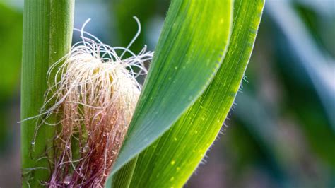 What Is Corn Sweat And Why Is It Making Michigan Hotter This Week