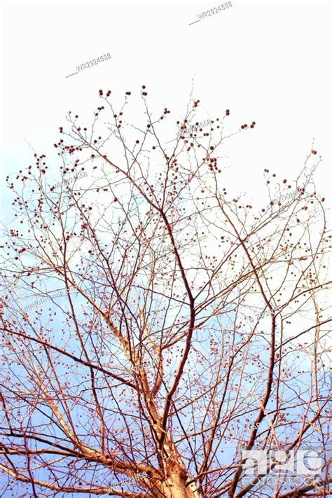 Naked Branches Of A Tree Against Stock Photo Picture And Royalty Free Image Pic WR