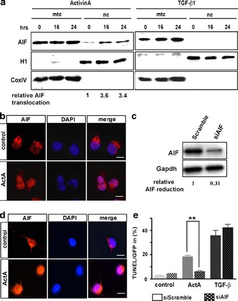 Aif Translocates Into The Nucleus Only After Activina Treatment A