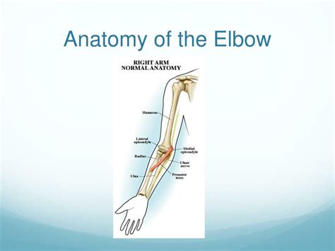 What Is The Front Side Of Your Elbow Called At Lachlan Macadie Blog