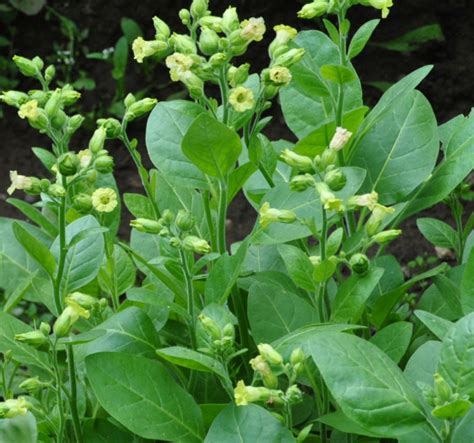 Wild Tobacco Seeds Nicotiana Rustica Aztec Tobacco Annual 250