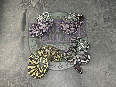 Ball Python Clutch 20239 By Expressive Exotics Reptiles And Feeders Morphmarket