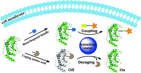 Medical And Physiology News Overview Of Transcriptomic Events Captured