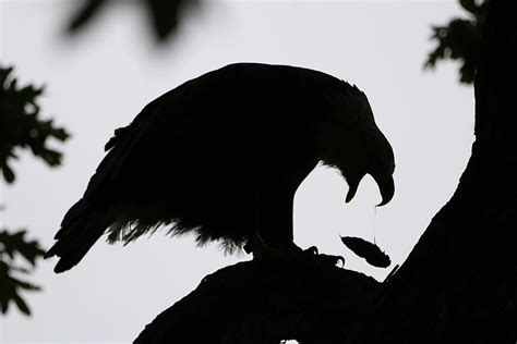 орел принес птенцам еду Орел птицы фото смешные картинки и другие приколы комиксы