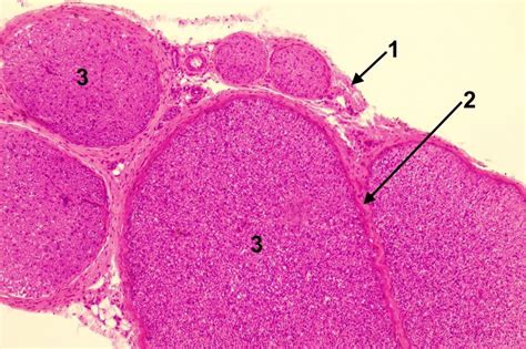 Peripheral Nerve Diagram Quizlet