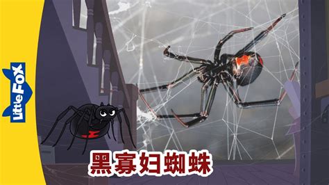 4k 认识动物 黑寡妇蜘蛛 Meet The Animals Spider 童話故事 动物 Animals
