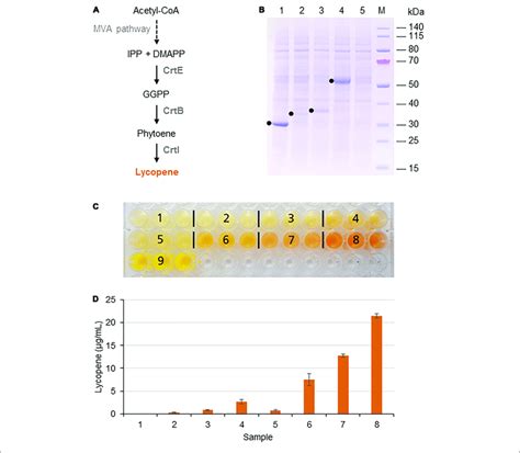 Lycopene Biosynthesis In The By 2 Cell Free System A Schematic