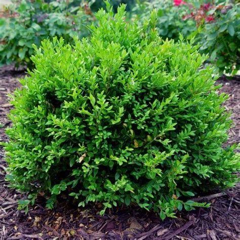 Buxus Green Velvet Boxwood From Scotts Garden Centre