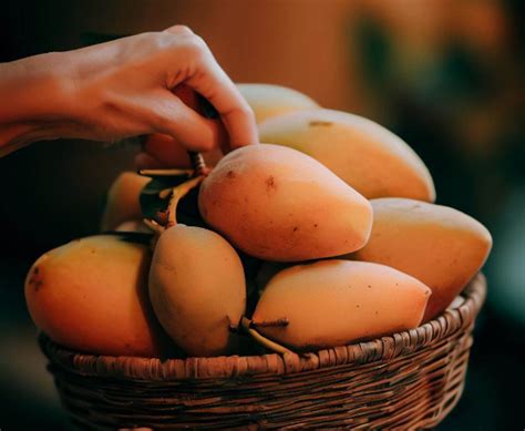 Jocote Fruit Spondias Purpurea All You Need To Know This Fruit