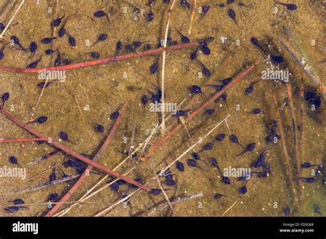 Tiny Black Tadpoles Or Toadpoles Swim In Barely One Inch Of Water