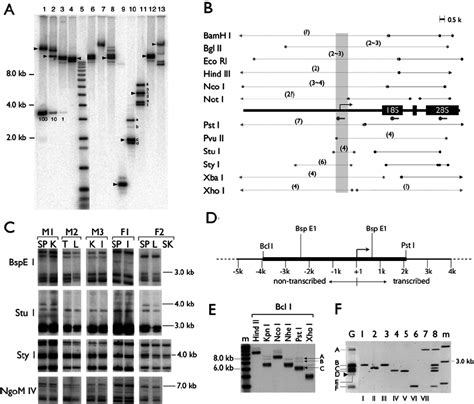 Molecular Cloning Of Rdna Variants From Cf1 Mouse A An Example Of