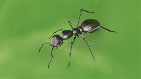 Ant Structure Stock Illustrations 427 Ant Structure Stock Illustrations Vectors And Clipart