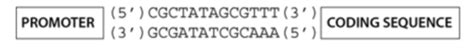 Bioc 385 Exam 4 Flashcards Quizlet