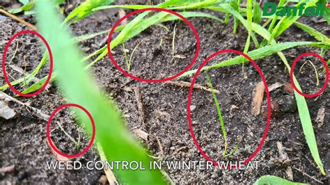 Early Weed Control In Winter Wheat At St 11 13 The Focus In The