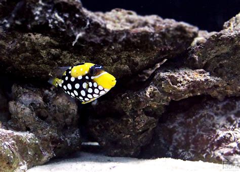 Clown Triggerfish Balistoides Conspicillum