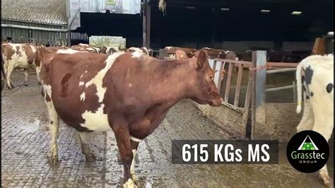 Summer Autumn Calving Cows Uk Youtube
