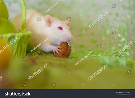 House Mouse Teeth