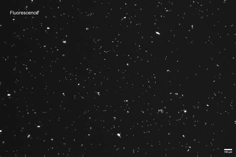 40k Mixture Of Cells Dissociated From 4 Fixed Mouse Tissues Using Gentlemacs Dissociator