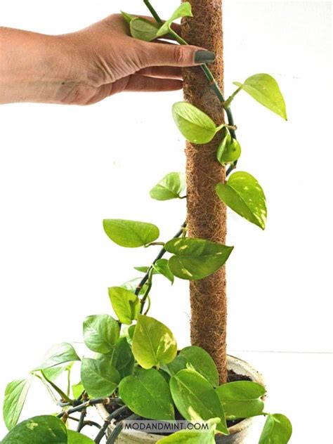 How To Grow Pothos Plants On A Moss Pole