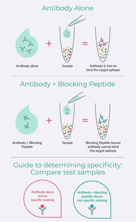 Synaptojanin 1 Blocking Peptide Blp Pz061 Alomone Labs