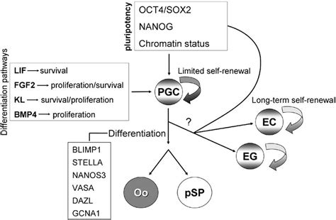 Schematic Representation Of The Main Intrinsic And Extrinsic Factors