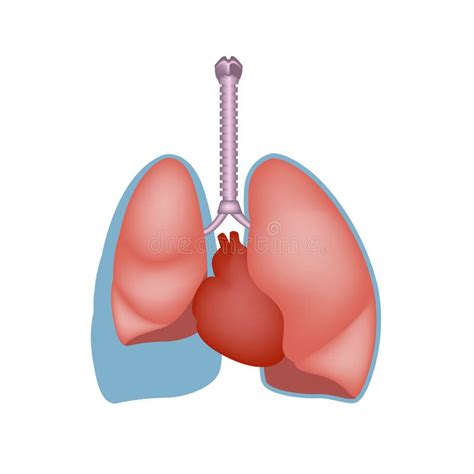 Derrame Pleural. Exceso De Líquido En Los Pulmones. Ilustración del Vector - Ilustración de ...
