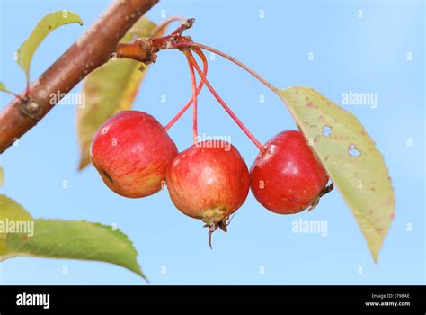 Leaf Tree Fruit Red Plant Blue Leaf Tree Branch Fruit Three Grow