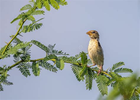 Baya Juvenil Auf Einem Baum Stockbild Bild 230417715