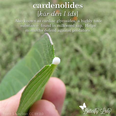 Be Careful Handling Milkweed Butterfly Lady