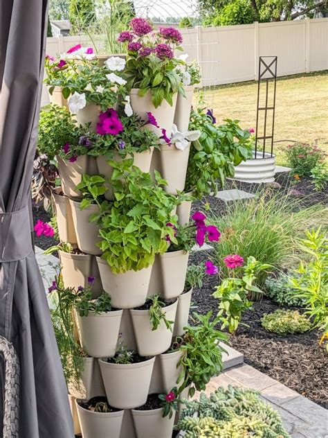 Learn How To Propagate Basil From Cuttings Never Buy Basil Again