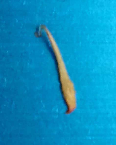 Extracted Tooth Root