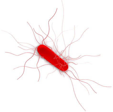 C Diff Infection Public Health Threat The Power Of The Microbiome