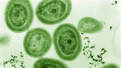 Bacteria Fossils Hold The Oldest Evidence Of Photosynthesis Machinery