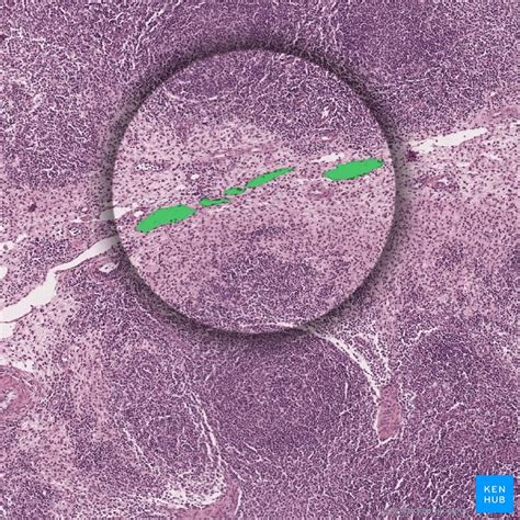 Lymph Nodes Histology Kenhub