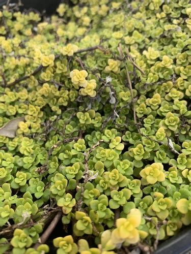 Stonecrop Sedum Makinoi — Edible Plant Edible Plant Database