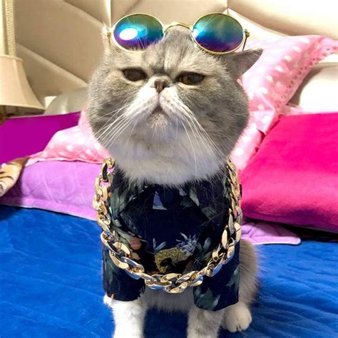 20 Best Cat Halloween Costumes For 2021 Funny Cat Costume Ideas