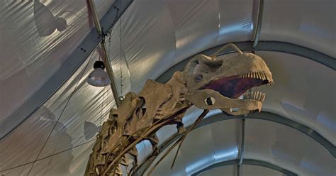 Ancient Fossils Of Titanosaurus Godzilla Unleashed Dinosaur And Size In Prehistoric Park Jdy