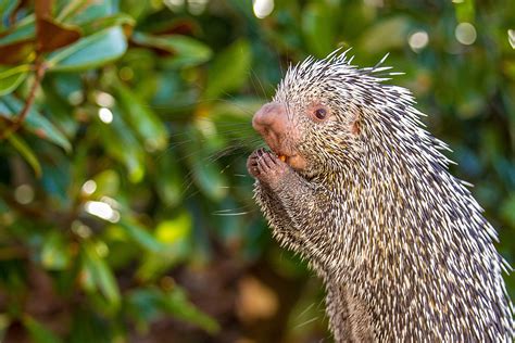 Porcupine