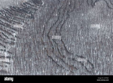 Luscious Trees Planted In The Forest In Even Rows Stock Photo Alamy