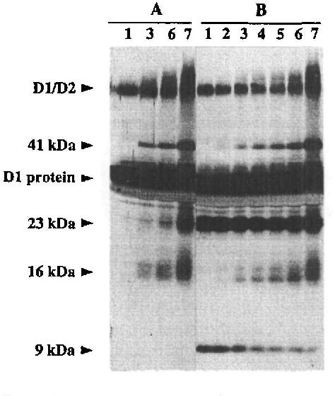 Figure 5 From Differential Effects Of Ureatriazine Type And Phenol