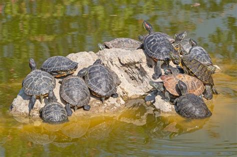 Red Eared Turtles Basking In The Sun Stock Image Image Of Shell