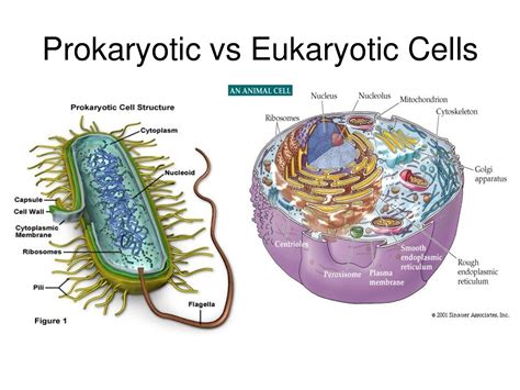 What R The Characteristics Of Prokaryotes