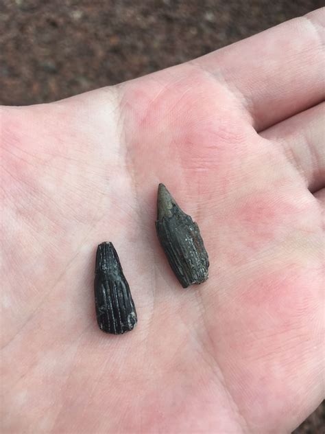 Ichthyosaur Teeth Fossil Id The Fossil Forum