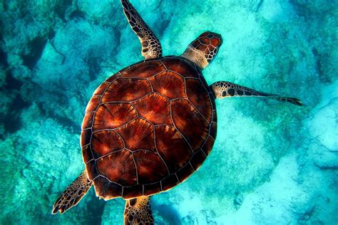 Tortugas Marinas Son Los Reptiles