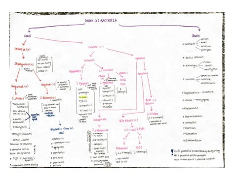 Solution Microbiology Classification Of Organisms Studypool