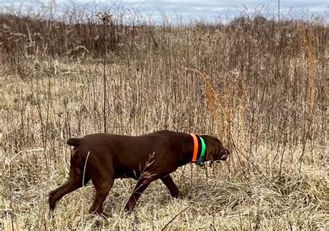 German Shorthaired Pointer Pups Available Sandy Run Hunt Co