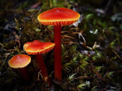 Colorful Mushrooms Photography Fubiz Media