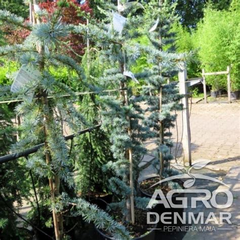 Cedru Libanez Glauca Agrodenmar Ro