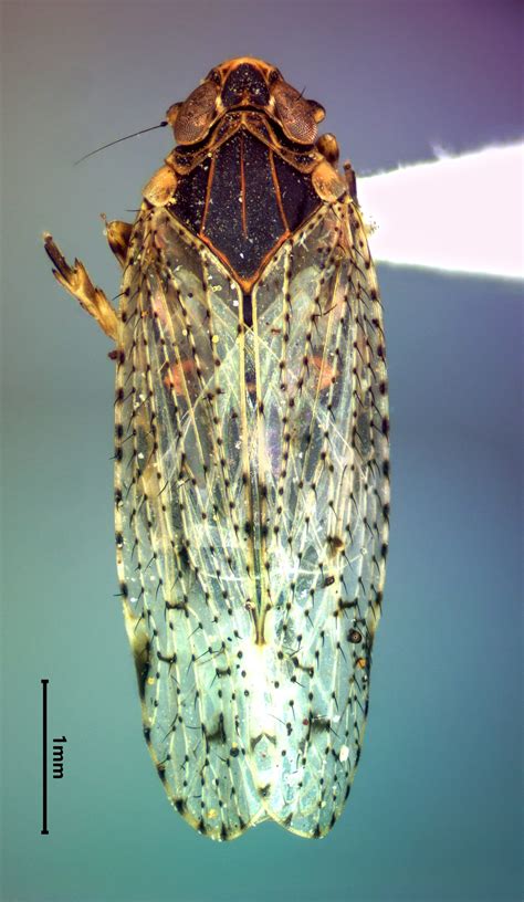 Plantleaftreehoppers Matt Fossens Entomology Photography